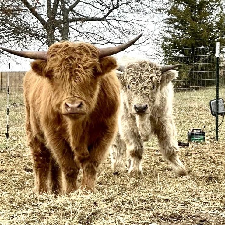Hidden Creek Highlands/Carson Ranch’s animals