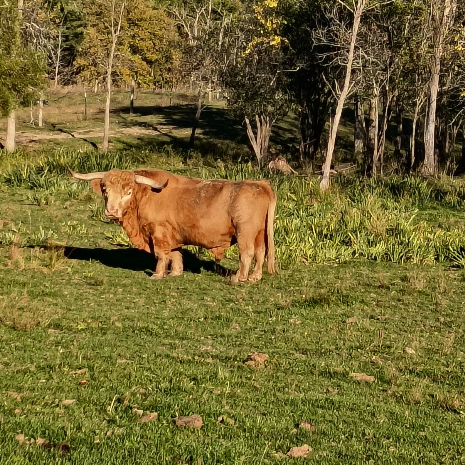 Thatchers Shadow Farm’s posts