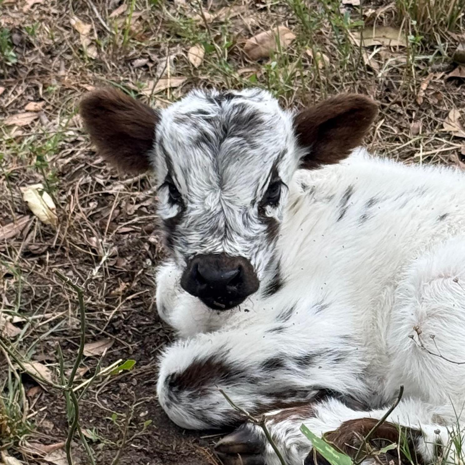 Live Oak Mini Ranch’s posts
