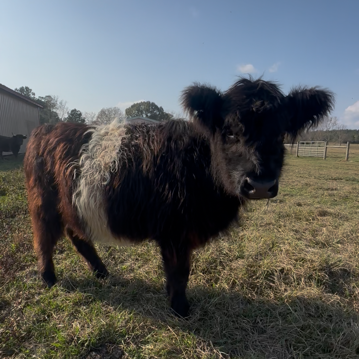 Maggie Pie’s posts