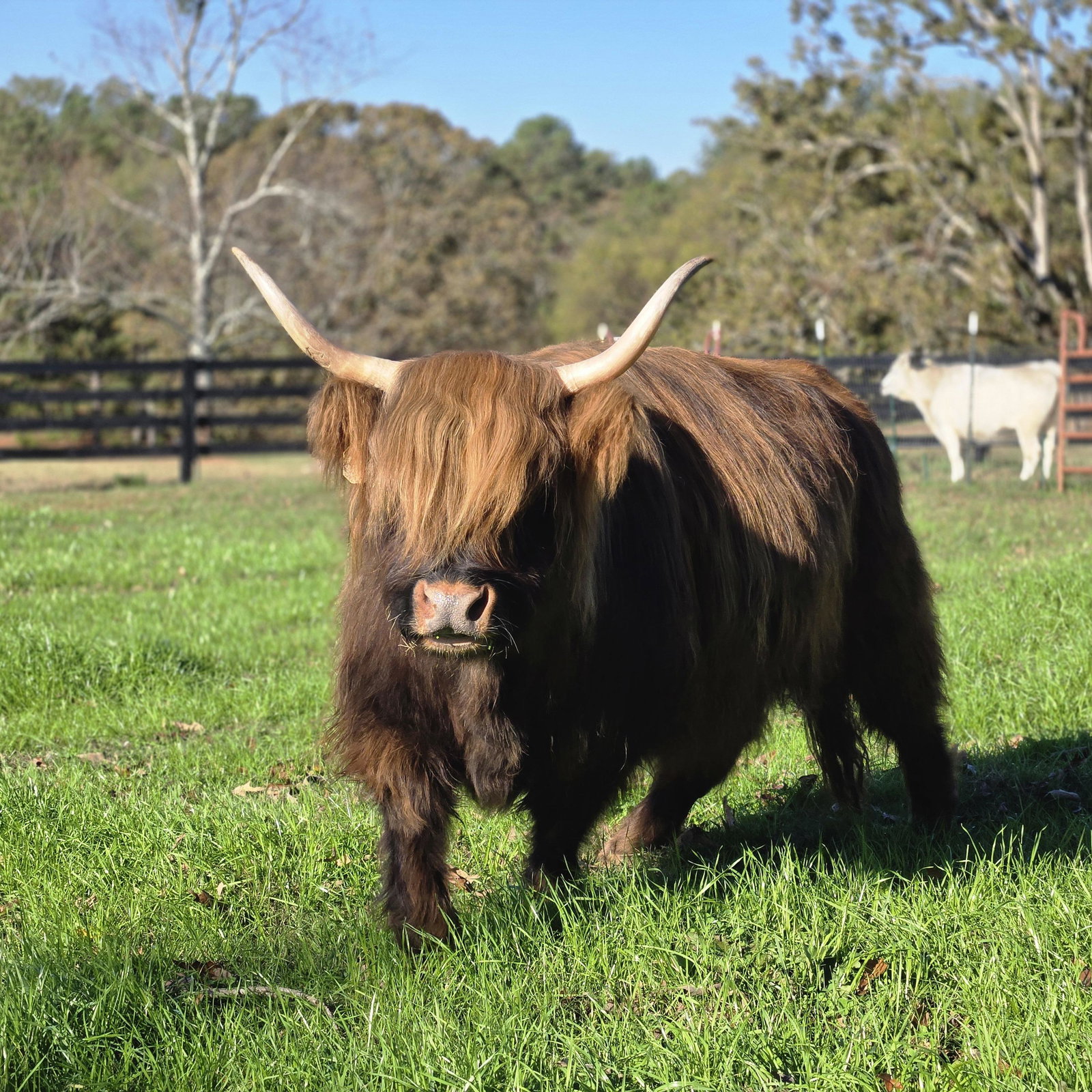 Crowing Cow Farm LLC’s posts