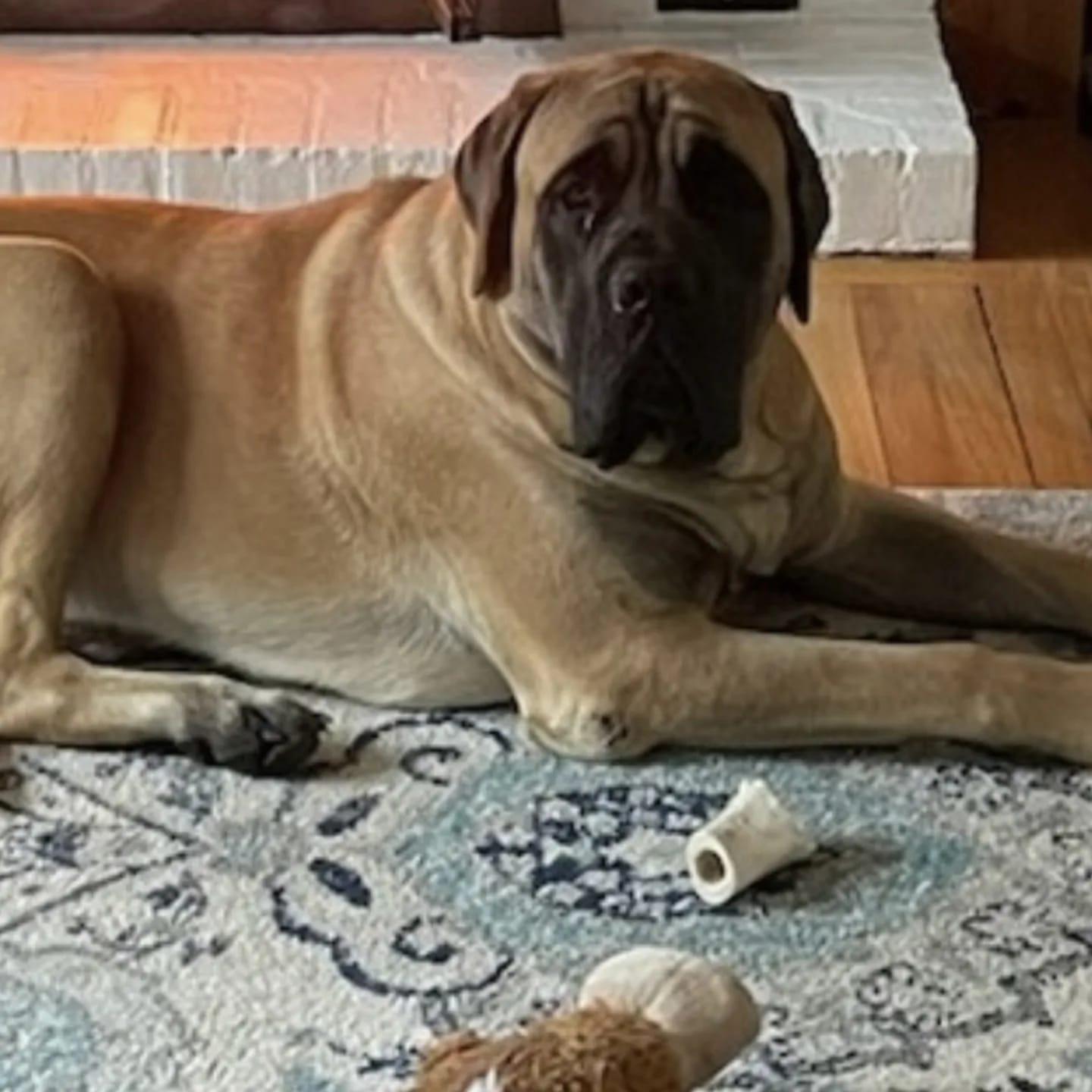 Masterpiece Mastiffs’s animals